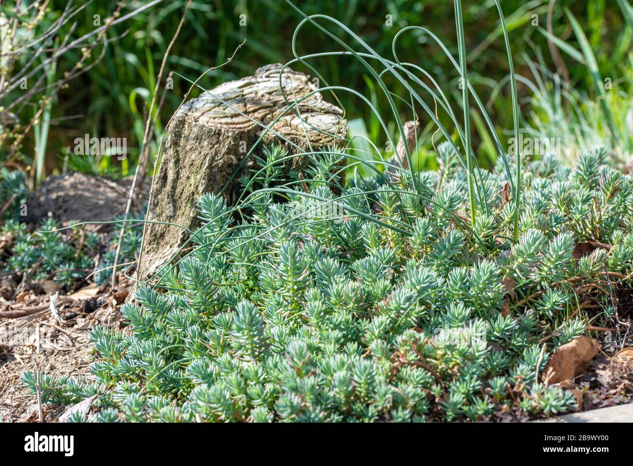 Tree stump surrounded by green plants Stock Photo - Alamy