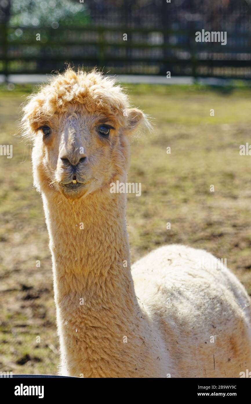 A white alpaca on the ground in a farm Stock Photo - Alamy