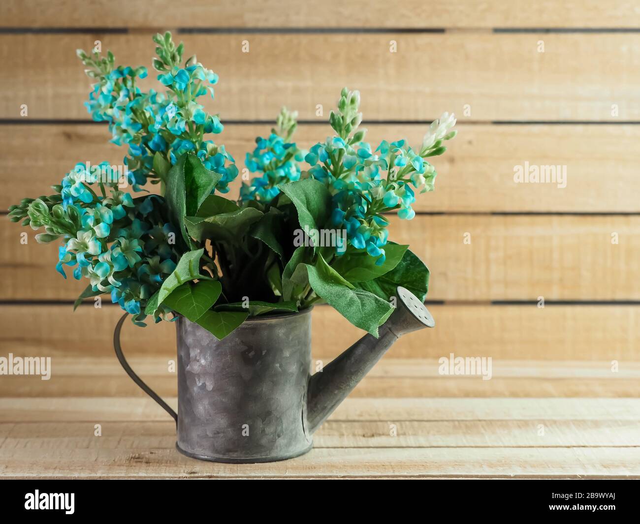 Teal blue hydrangeas in a rustic metal watering can for spring with a ...