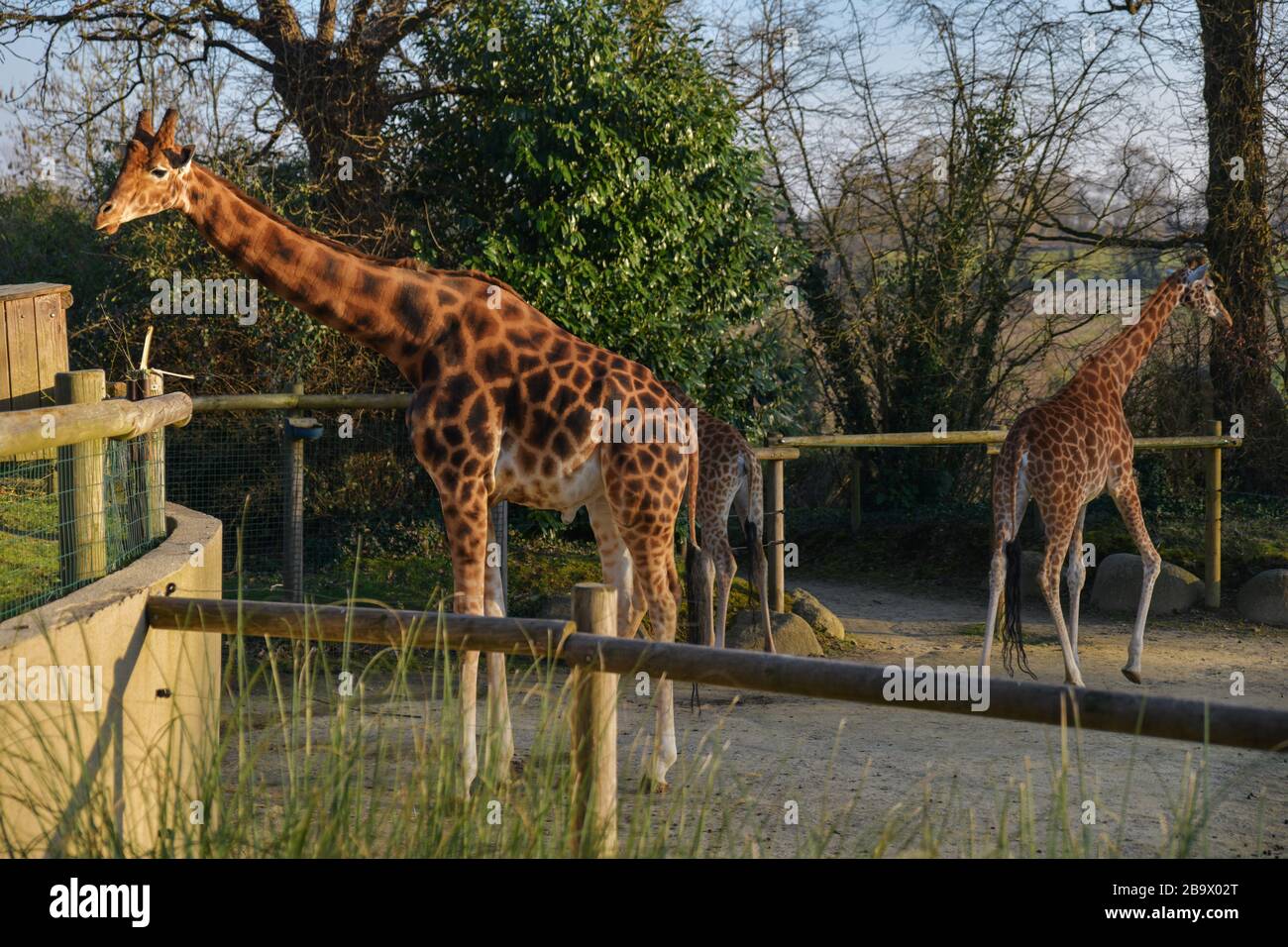 Giraffes eat leaves of trees in spring Stock Photo - Alamy