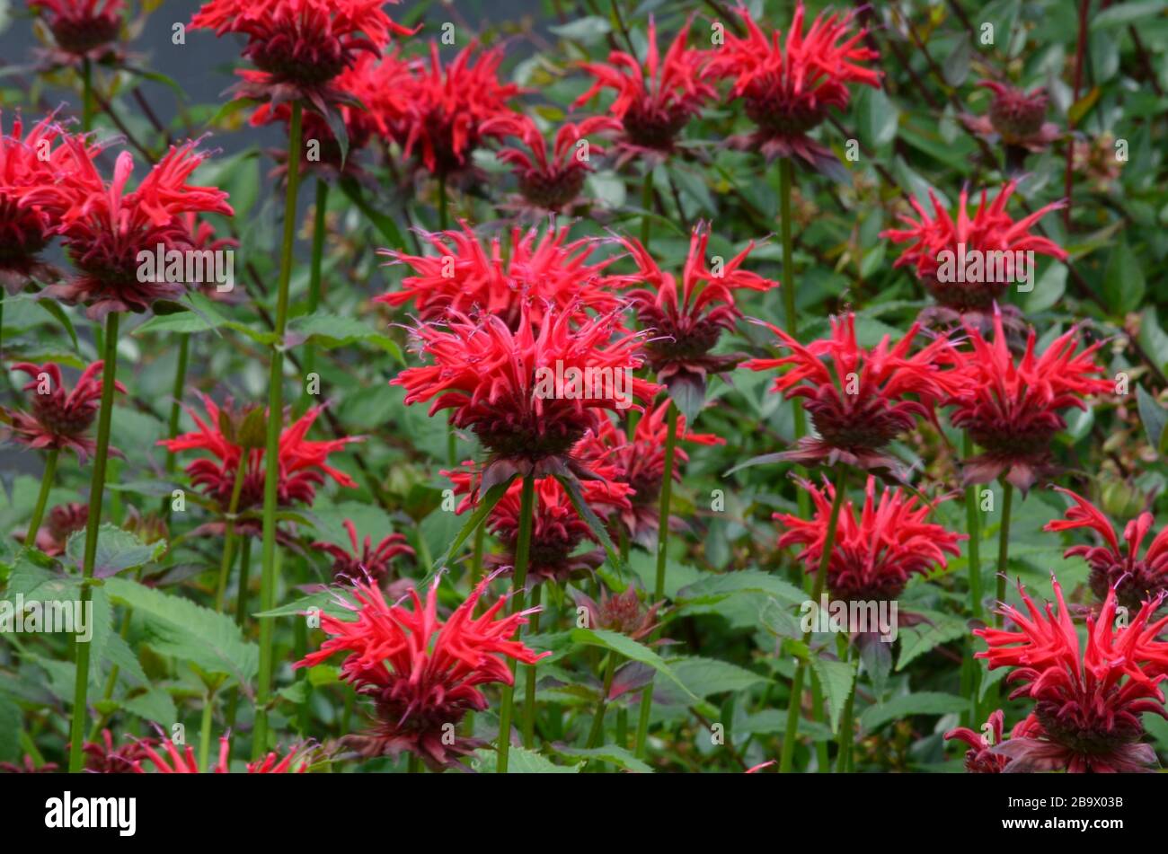 Wild bergamot red bee balm hi-res stock photography and images - Alamy