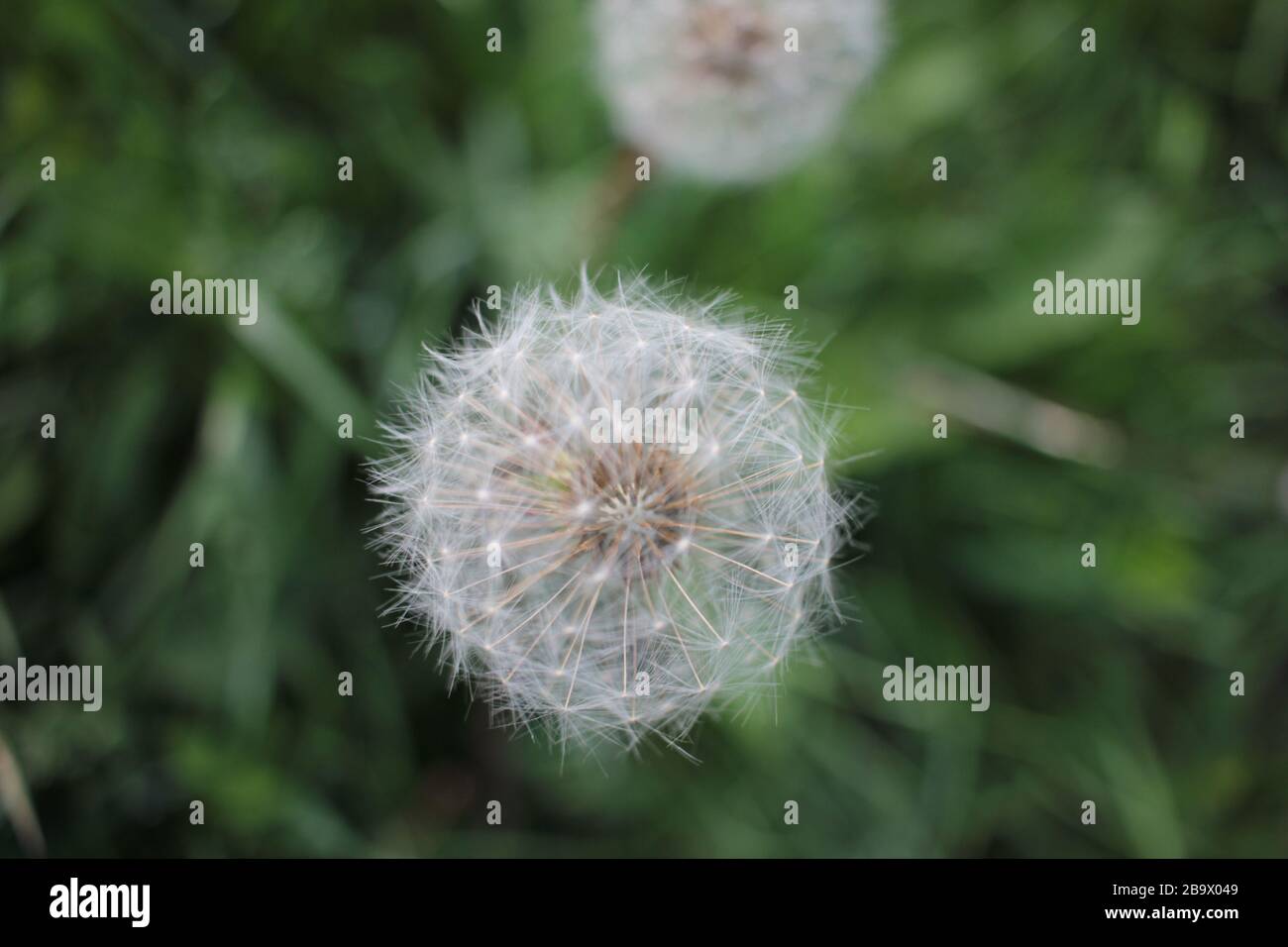White blowball (dandelion) on the meadow. Closeup view of a blowball on ...