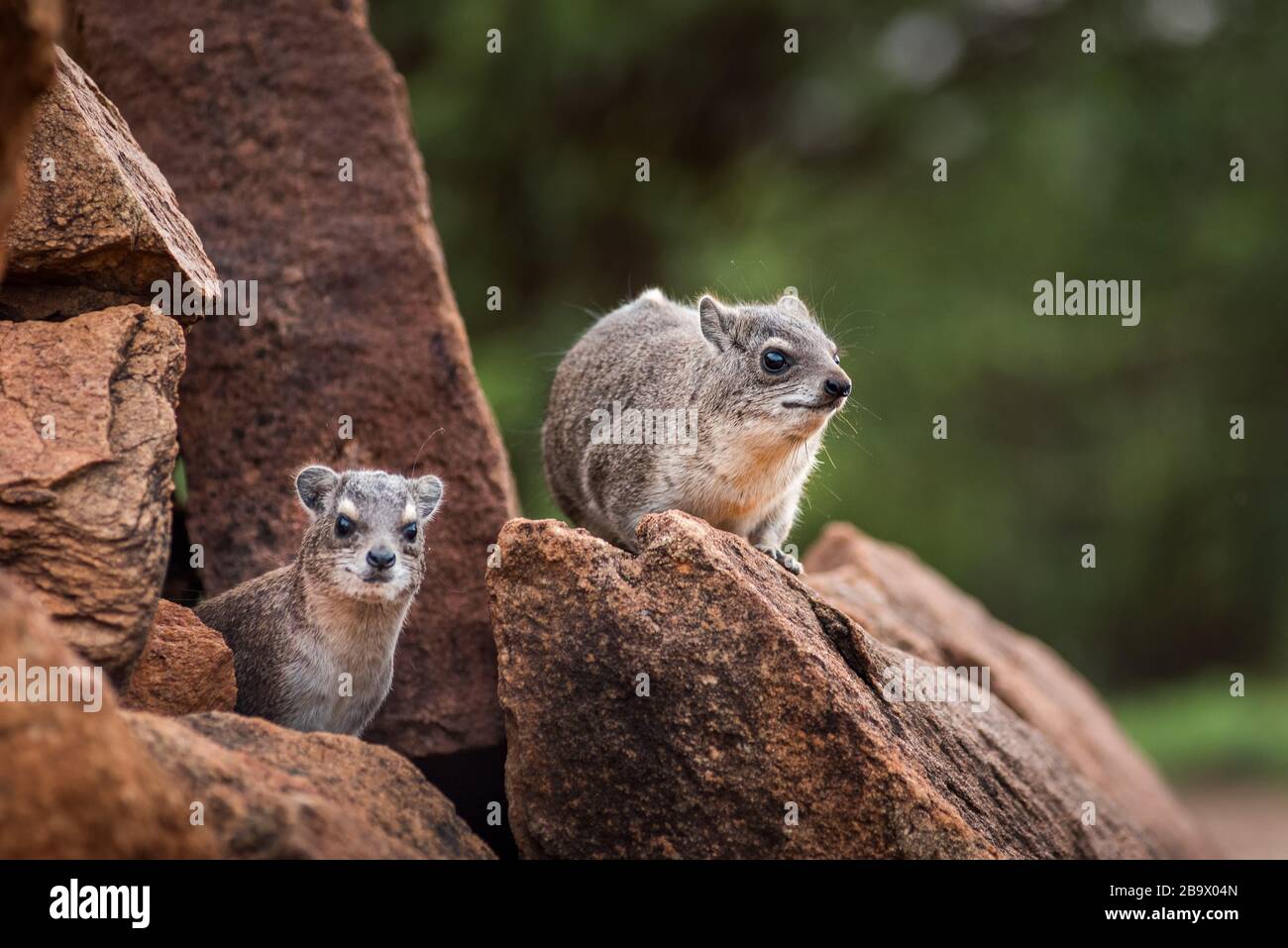 African hyraxes hi-res stock photography and images - Alamy