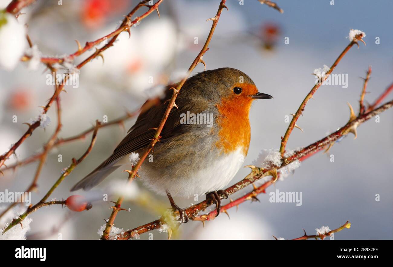 Rose robin hi-res stock photography and images - Alamy