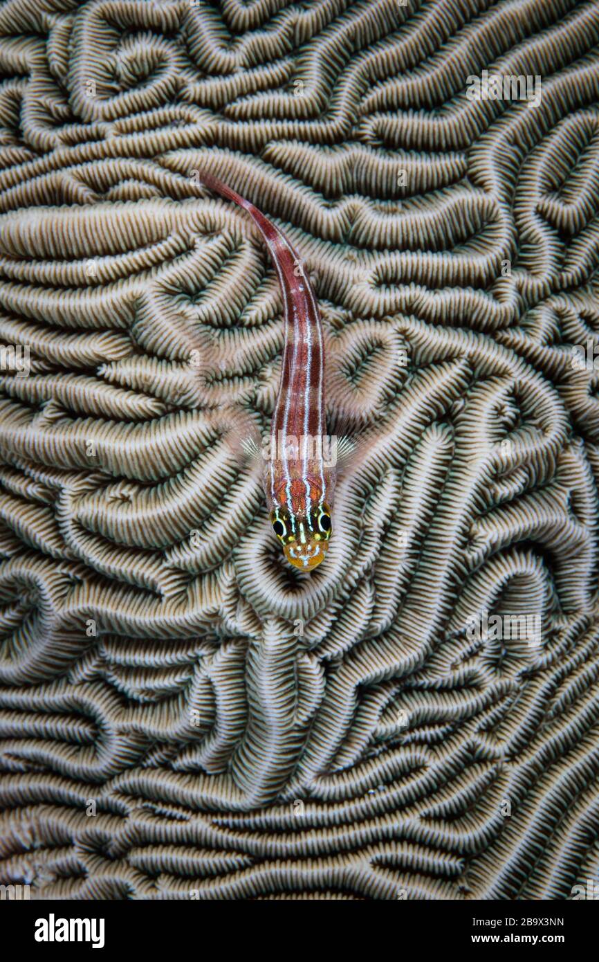A small and colorful Tropical Striped triplefin, Helcogramma striatum ...