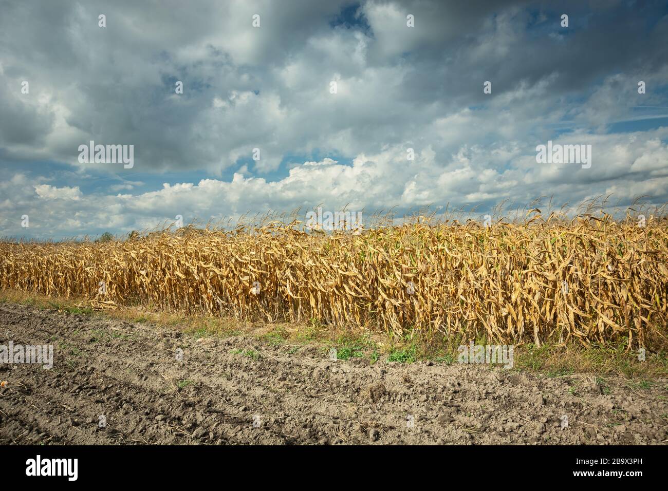 Corn field and clouds hi-res stock photography and images - Alamy