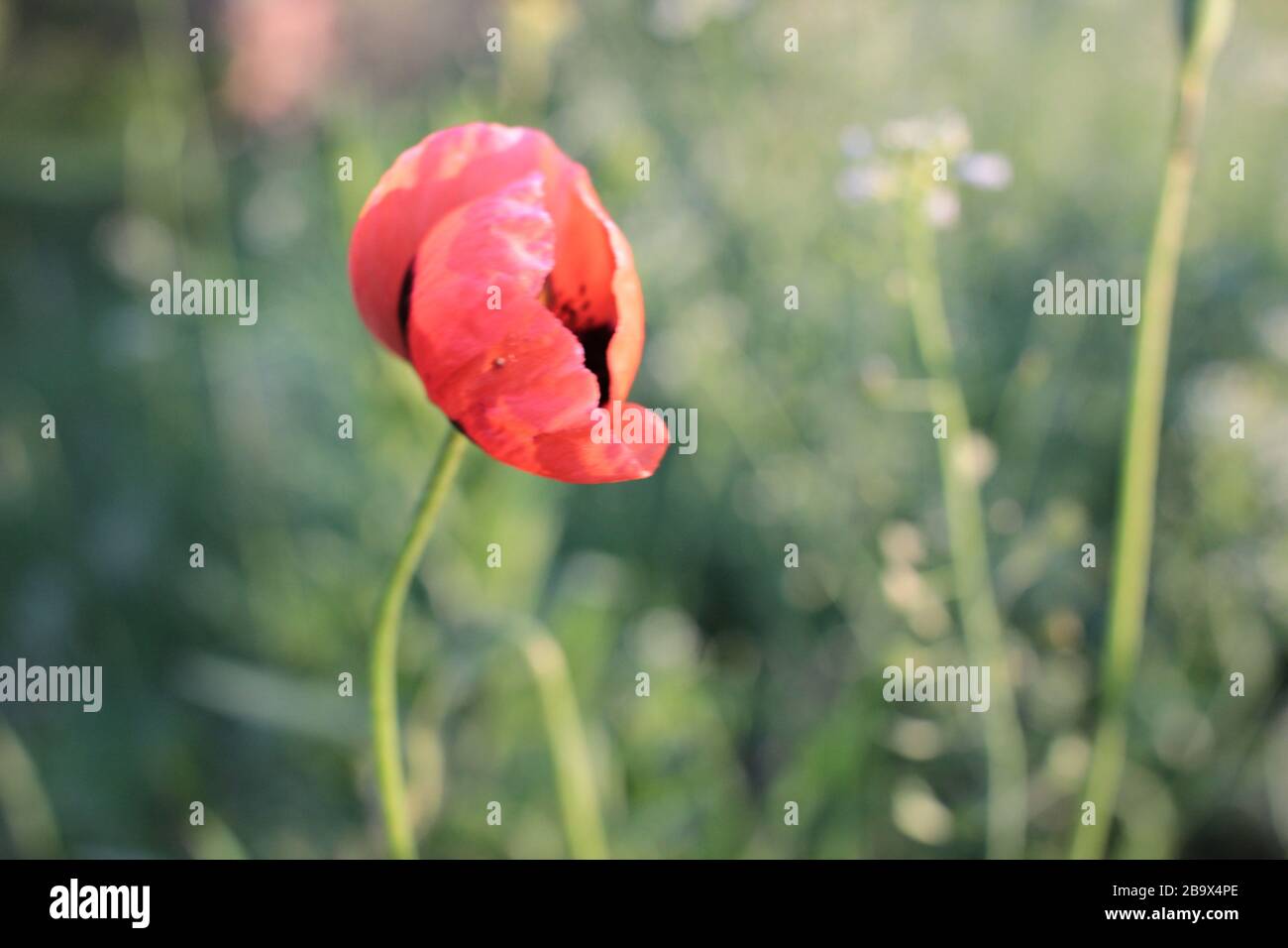 Beautiful single wild red poppy in the field at blurred natural green ...
