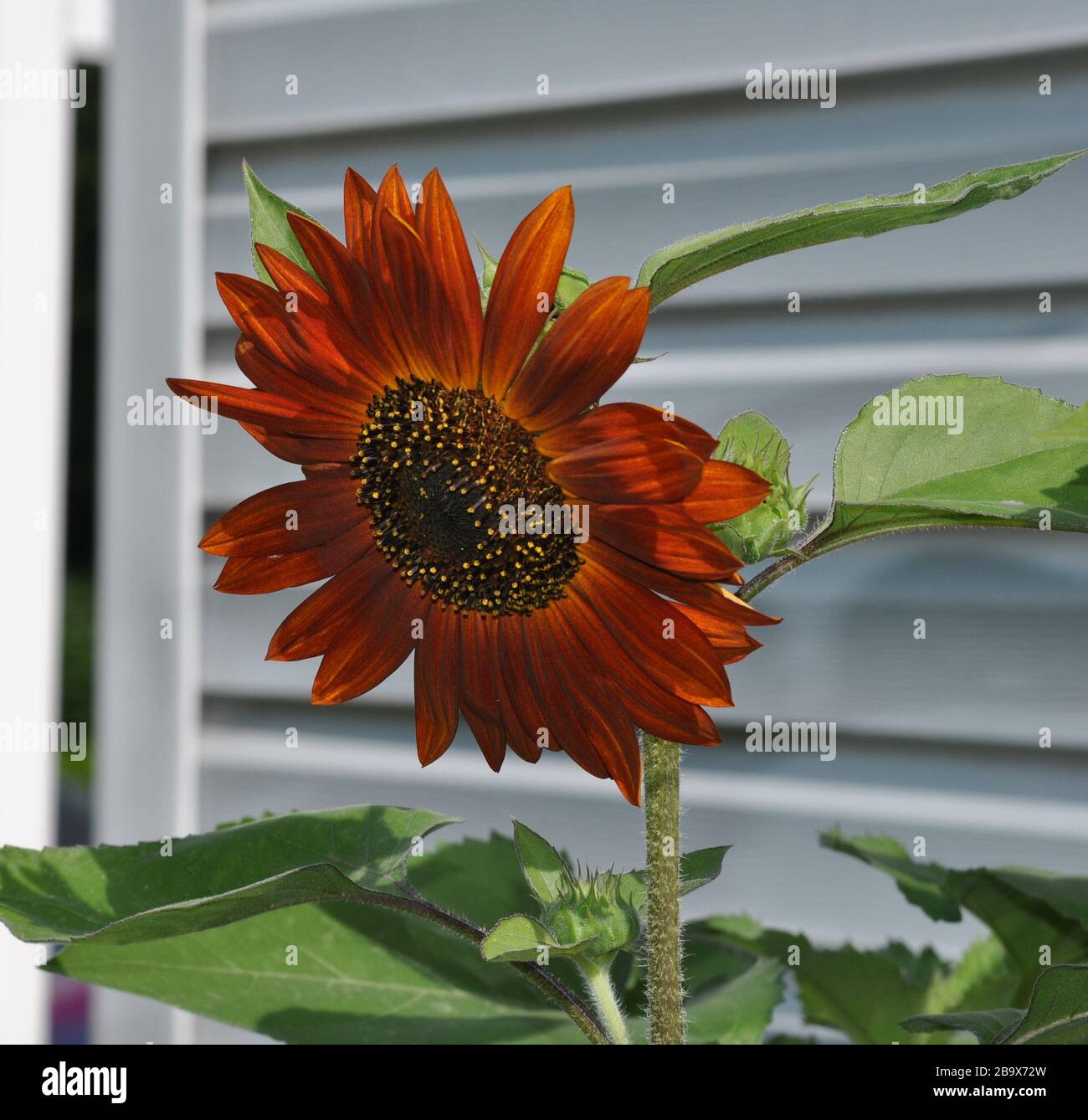 Crimson sunflower hi-res stock photography and images - Alamy