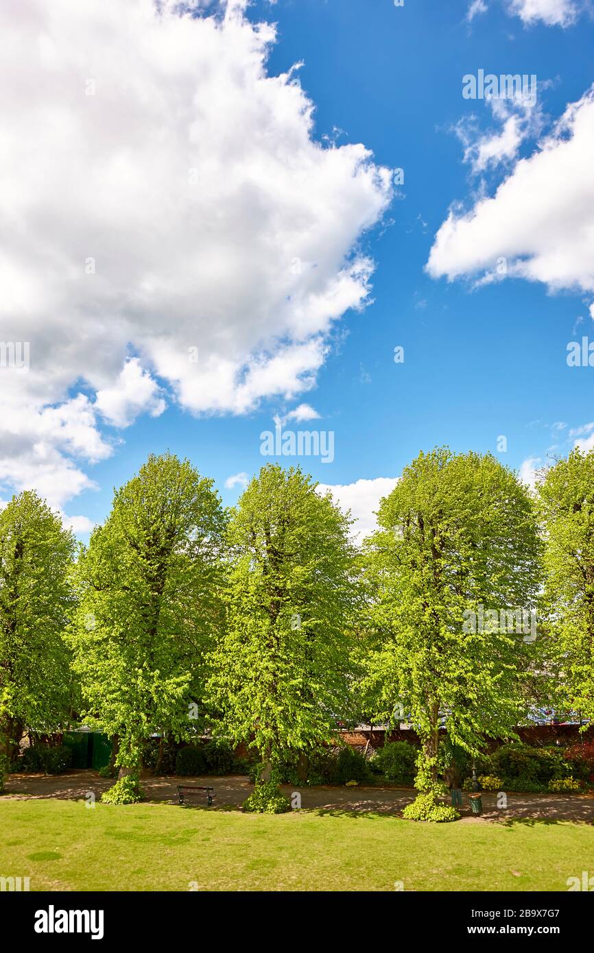 Beautiful bright green trees on a blue sky summers day in a traditional ...