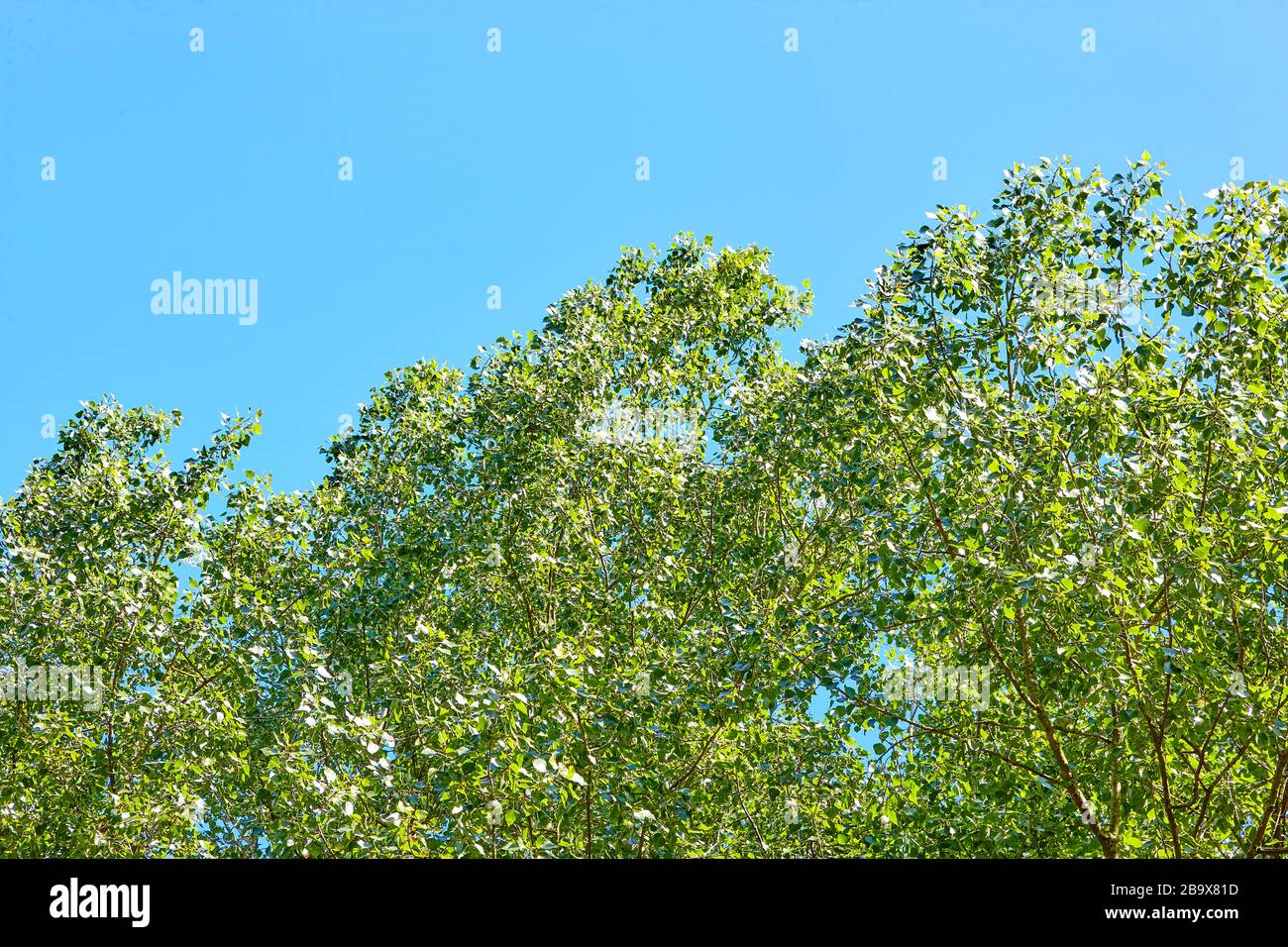 Wild woodland tree foliage and leaves against a bright blue summers sky ...