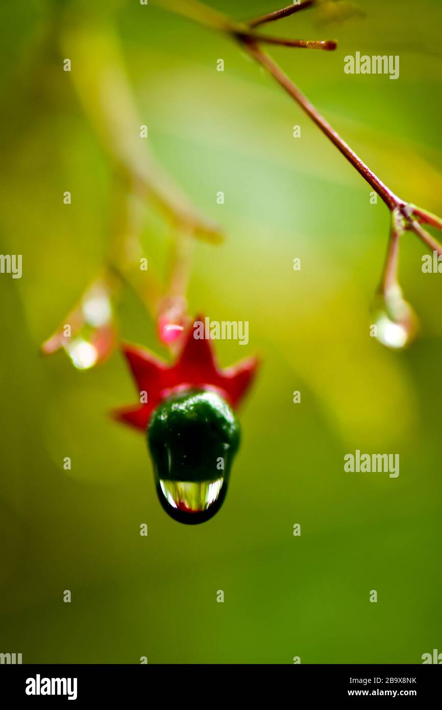 green nature water drops background wallpaper Stock Photo - Alamy