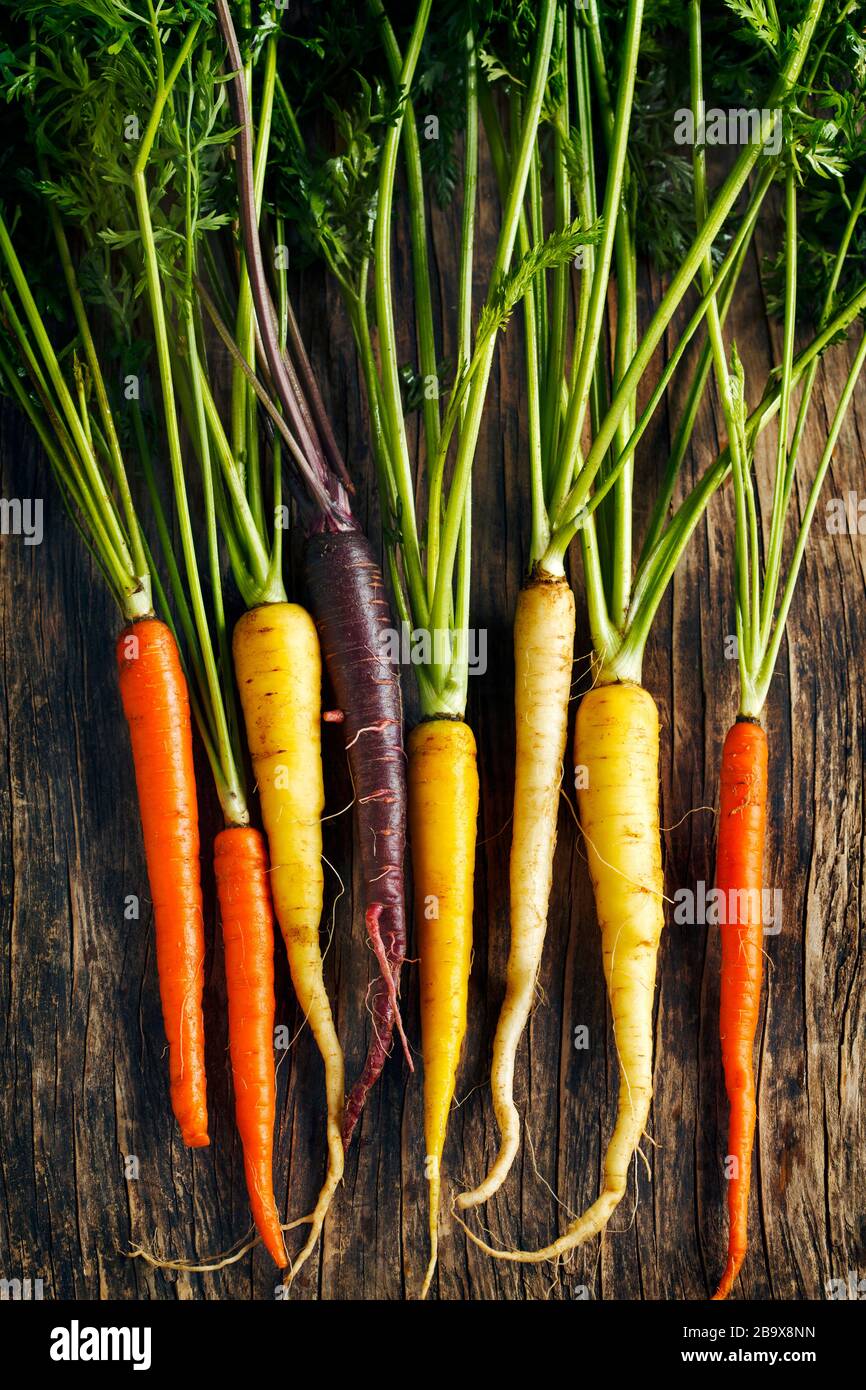 Fresh Organic Heirloom Carrot varieties of purple, yellow, orange and ...