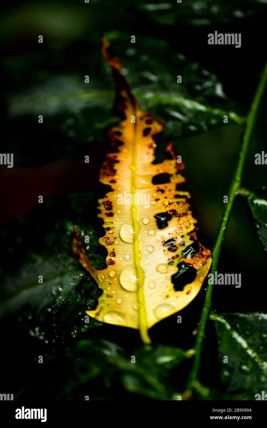green nature water drops background wallpaper Stock Photo - Alamy