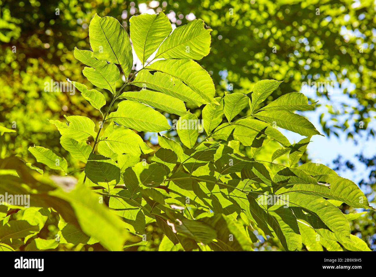 The Summer sun through tree foliage in the English countryside, UK ...