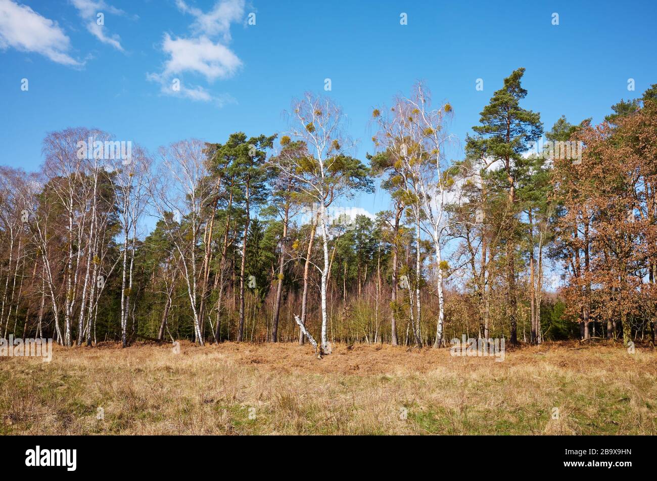 Mixed forest hi-res stock photography and images - Alamy
