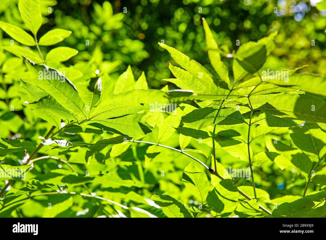 The Summer sun through tree foliage in the English countryside, UK ...