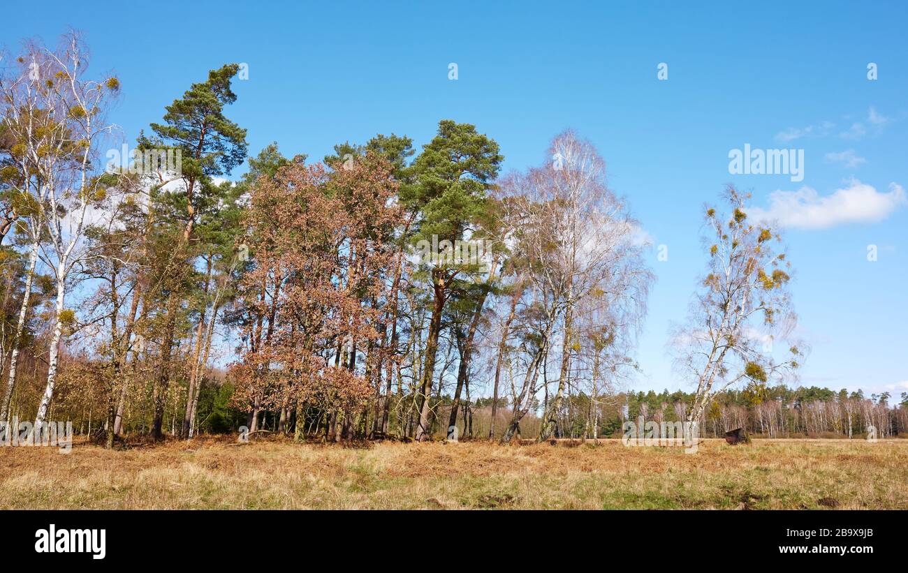 Mixed forest hi-res stock photography and images - Alamy