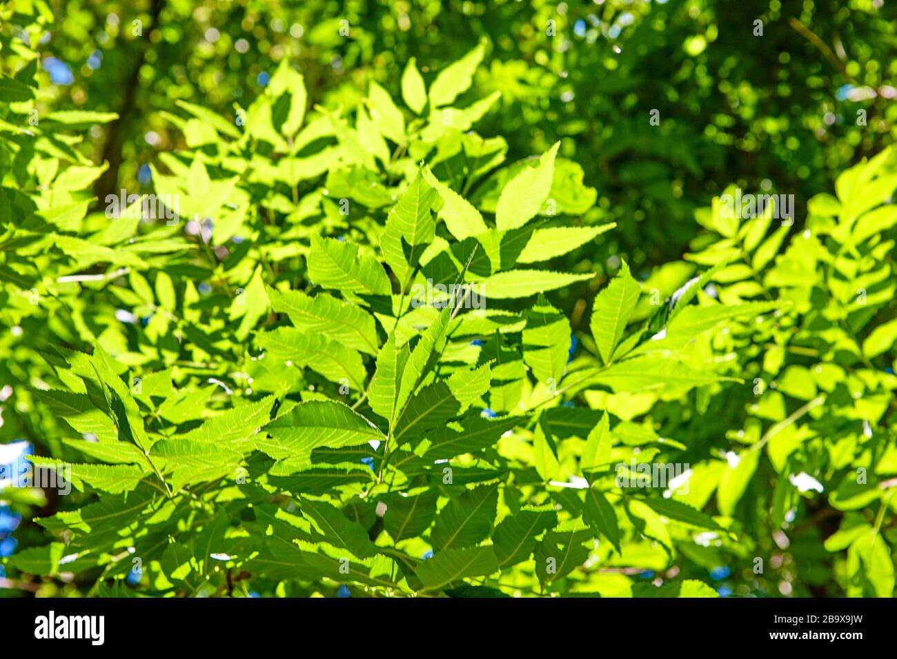 The Summer sun through tree foliage in the English countryside, UK ...