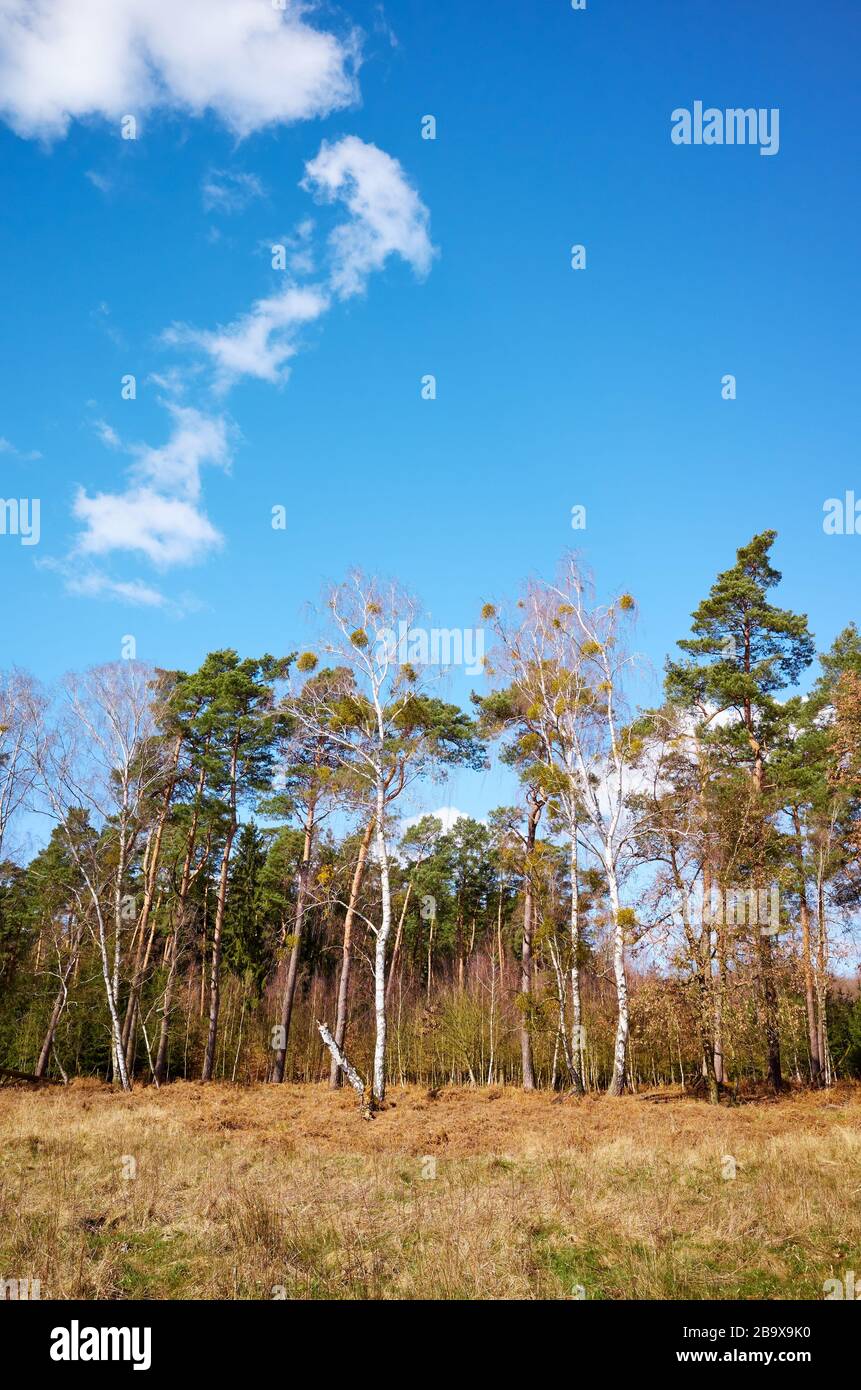 Mixed forest hi-res stock photography and images - Alamy