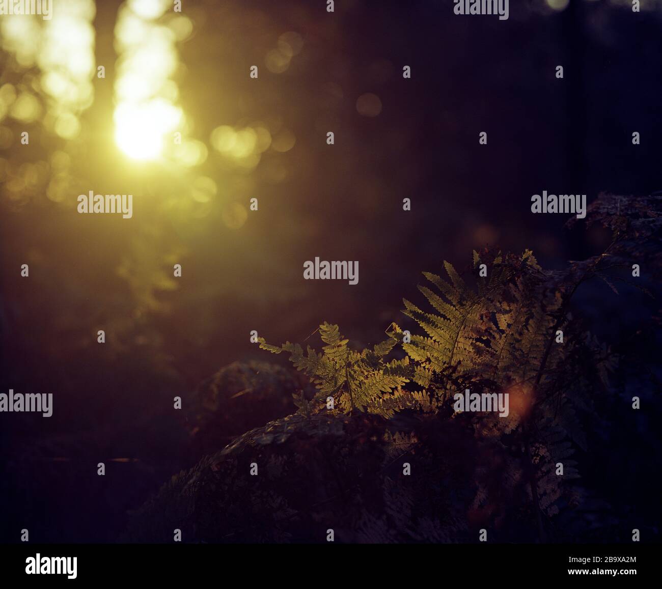 Golden sun light on trees hi-res stock photography and images - Alamy