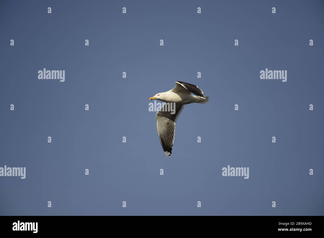 Family gulls hi-res stock photography and images - Alamy