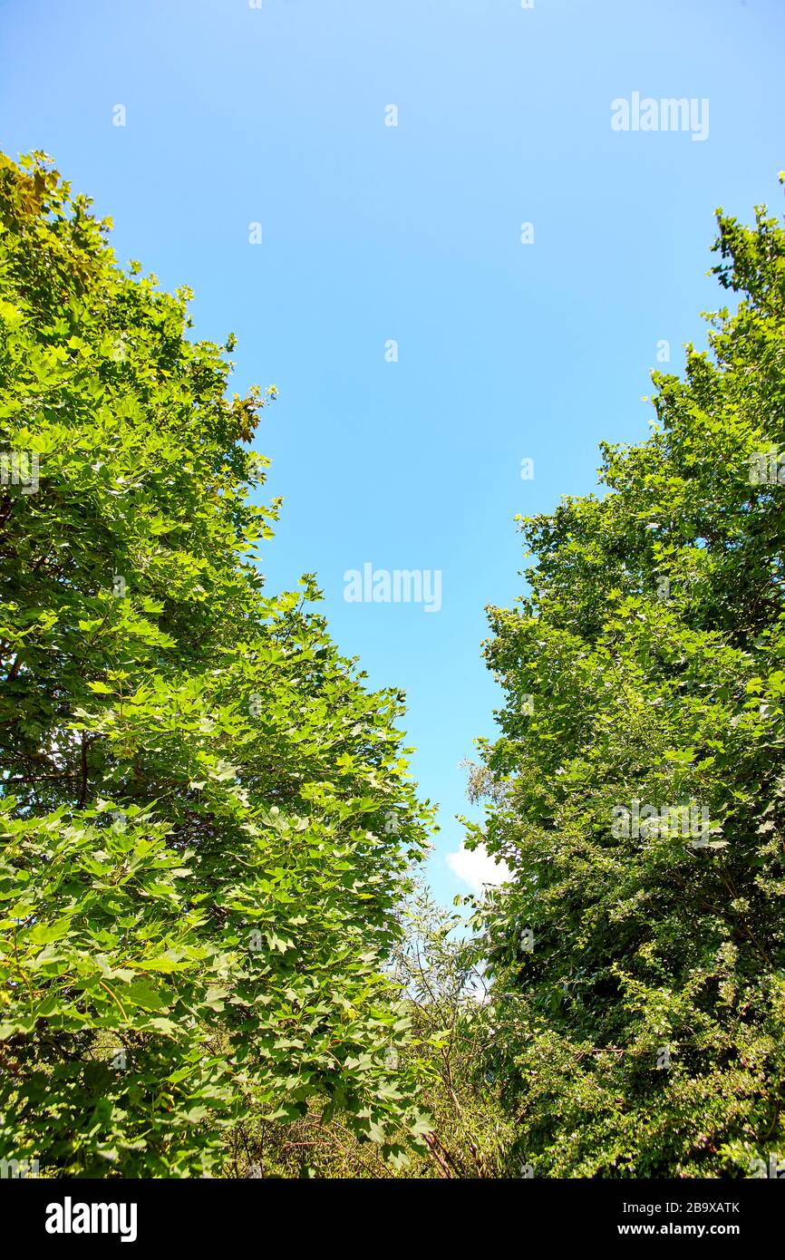 Wild woodland tree foliage and leaves against a bright blue summers sky ...