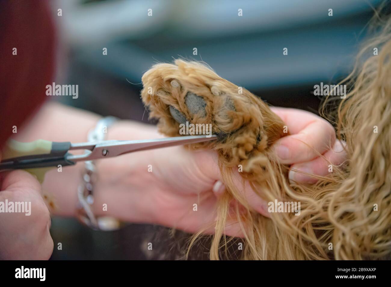 The paw of a dog is cut with scissors Stock Photo - Alamy