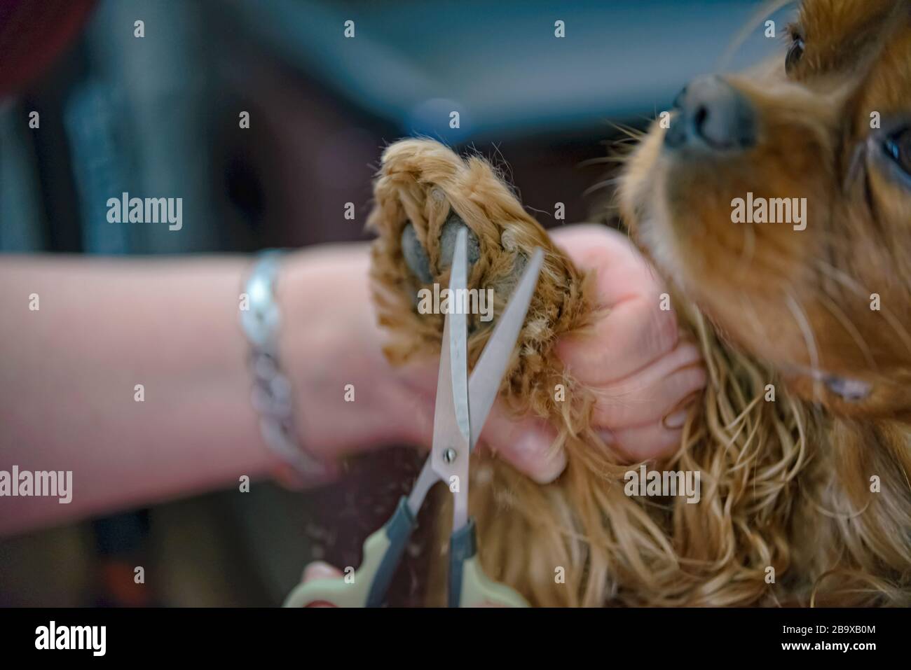 The paw of a dog is cut with scissors Stock Photo - Alamy