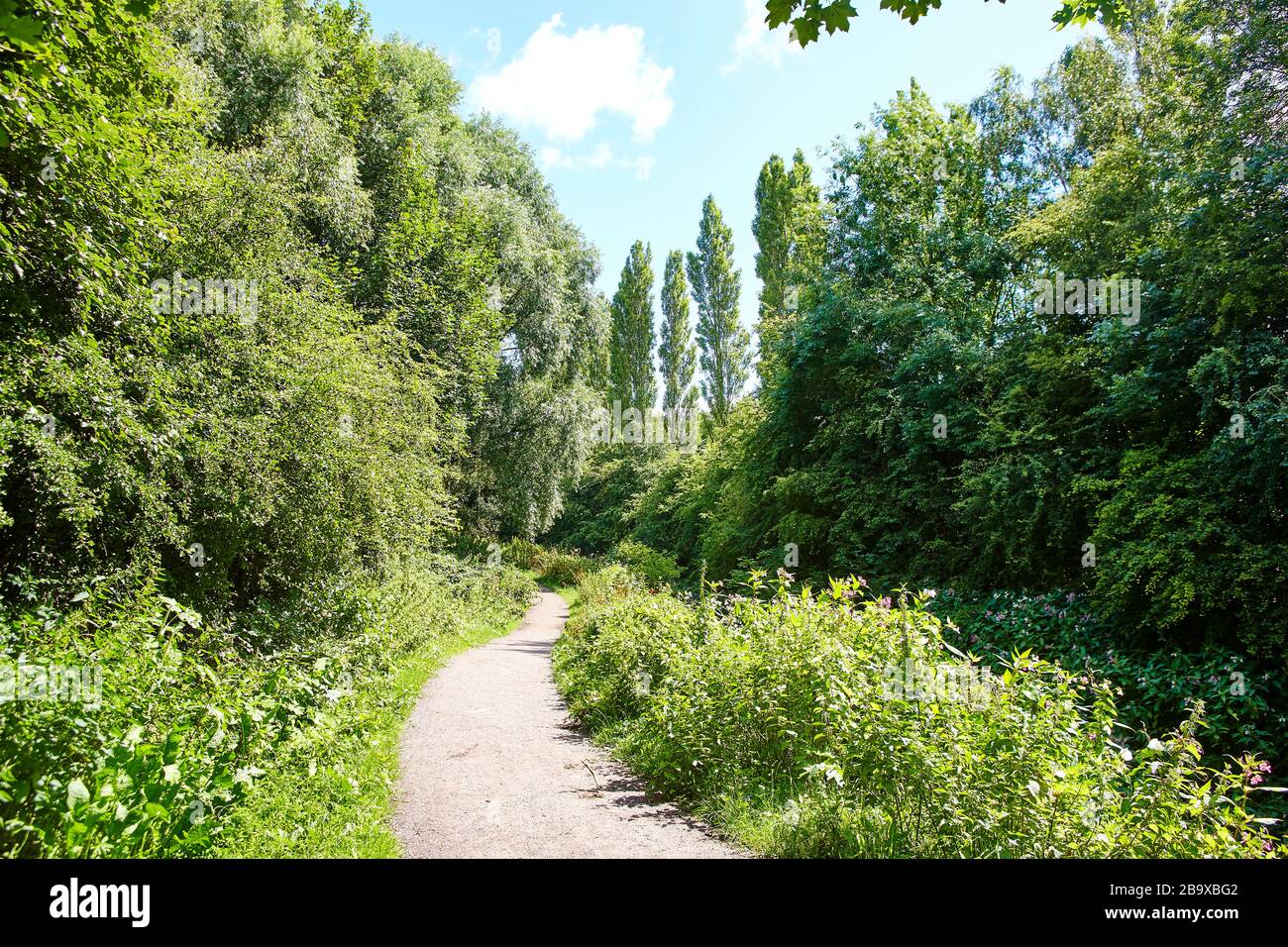 Woodland path in the English countryside on a bright sunny summers day ...