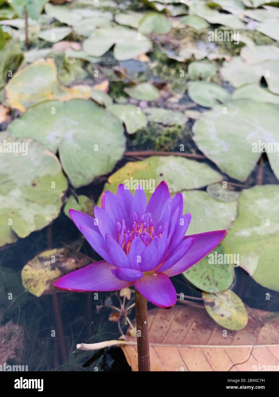 Lotus flower in the lotus pond/India Stock Photo - Alamy