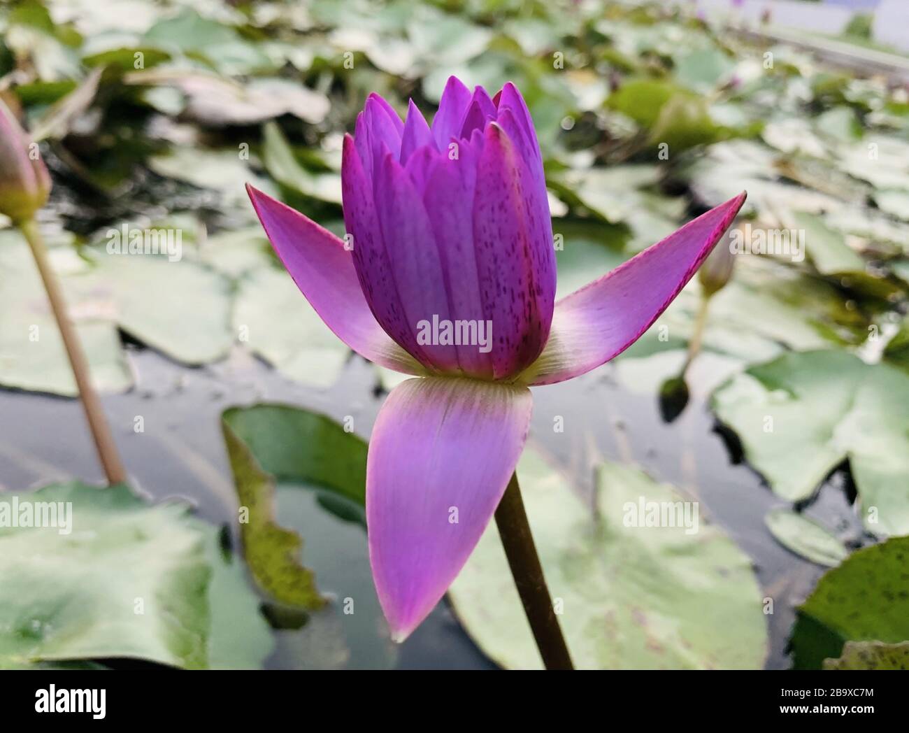 Lotus flower in the lotus pond/India Stock Photo - Alamy