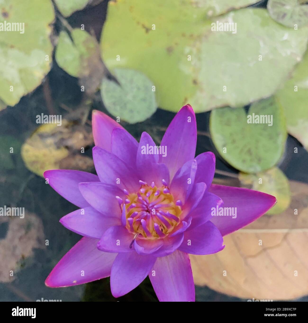 Lotus flower in the lotus pond/India Stock Photo - Alamy