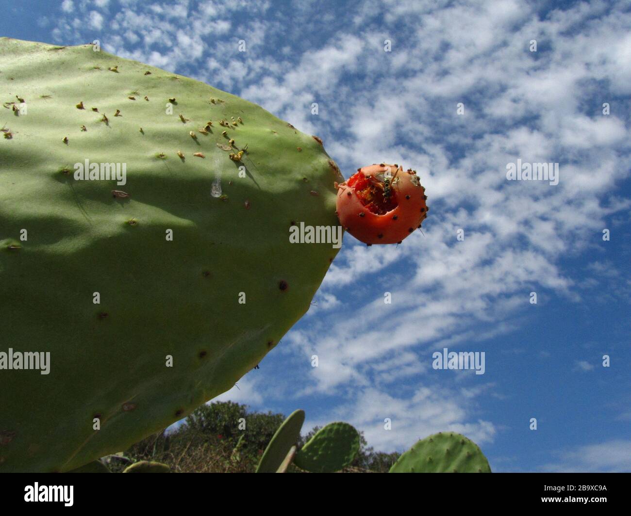 Low angle shot of a Prickly Pear fruit in Malta, Maltese Islands Stock ...