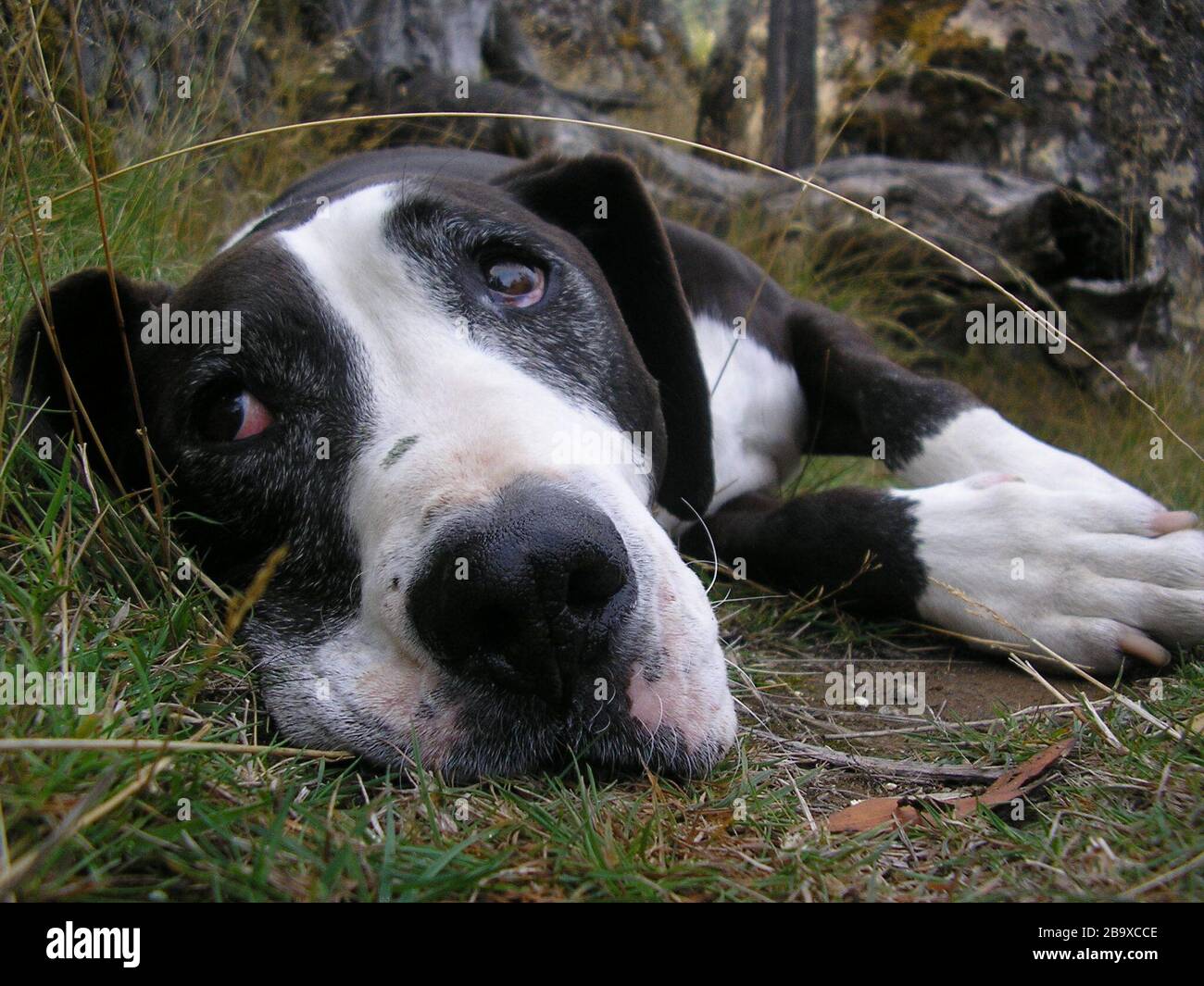 Staffordshire terrier labrador cross hi-res stock photography and ...