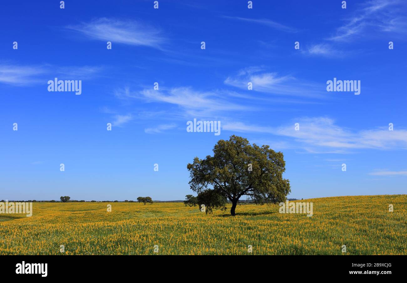 Albus quercus hi-res stock photography and images - Alamy