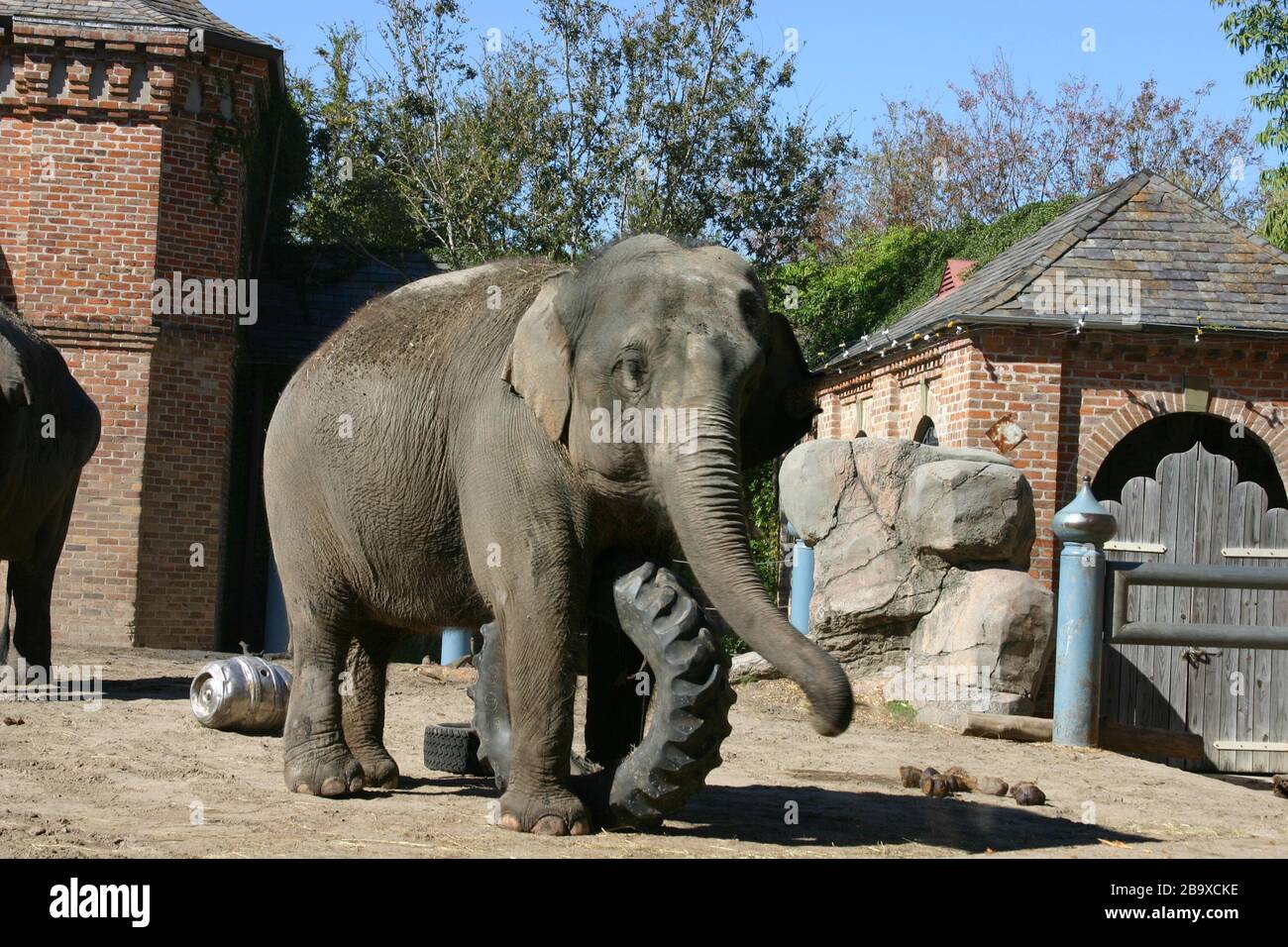 Elephant rolling tire Stock Photo - Alamy