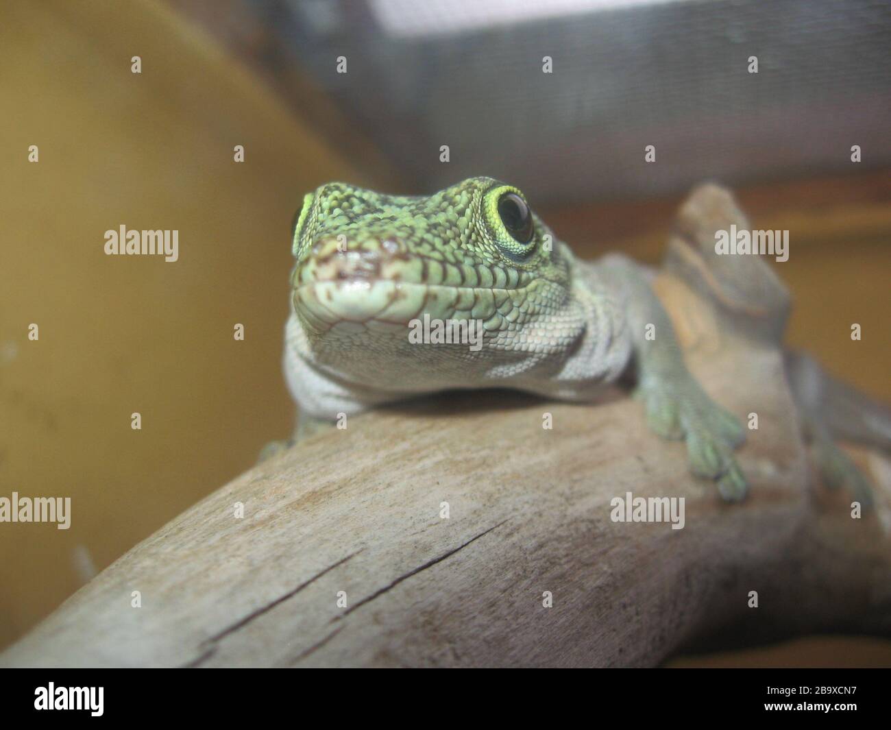 Standings day gecko hi-res stock photography and images - Alamy