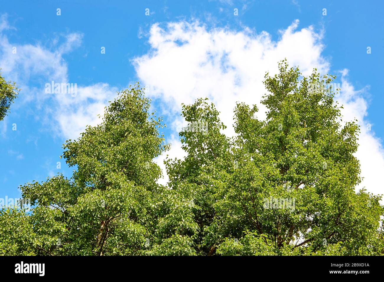 Wild woodland tree foliage and leaves against a bright blue summers sky ...