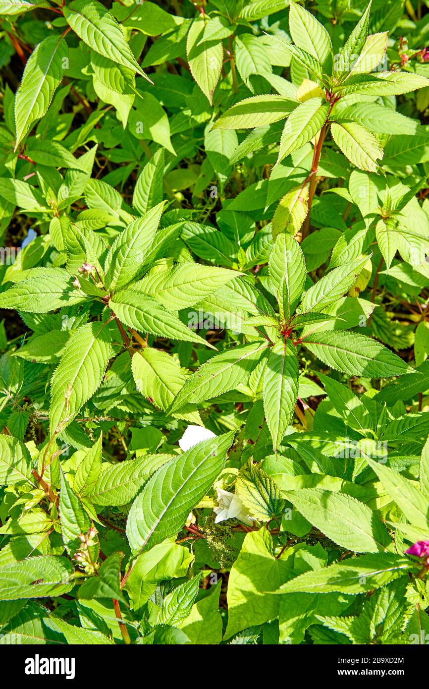 Thick, green bush and tree Summer foliage in the English countryside ...