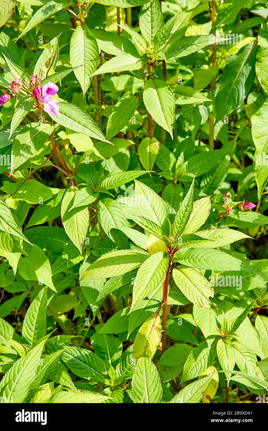 Thick, green bush and tree Summer foliage in the English countryside ...