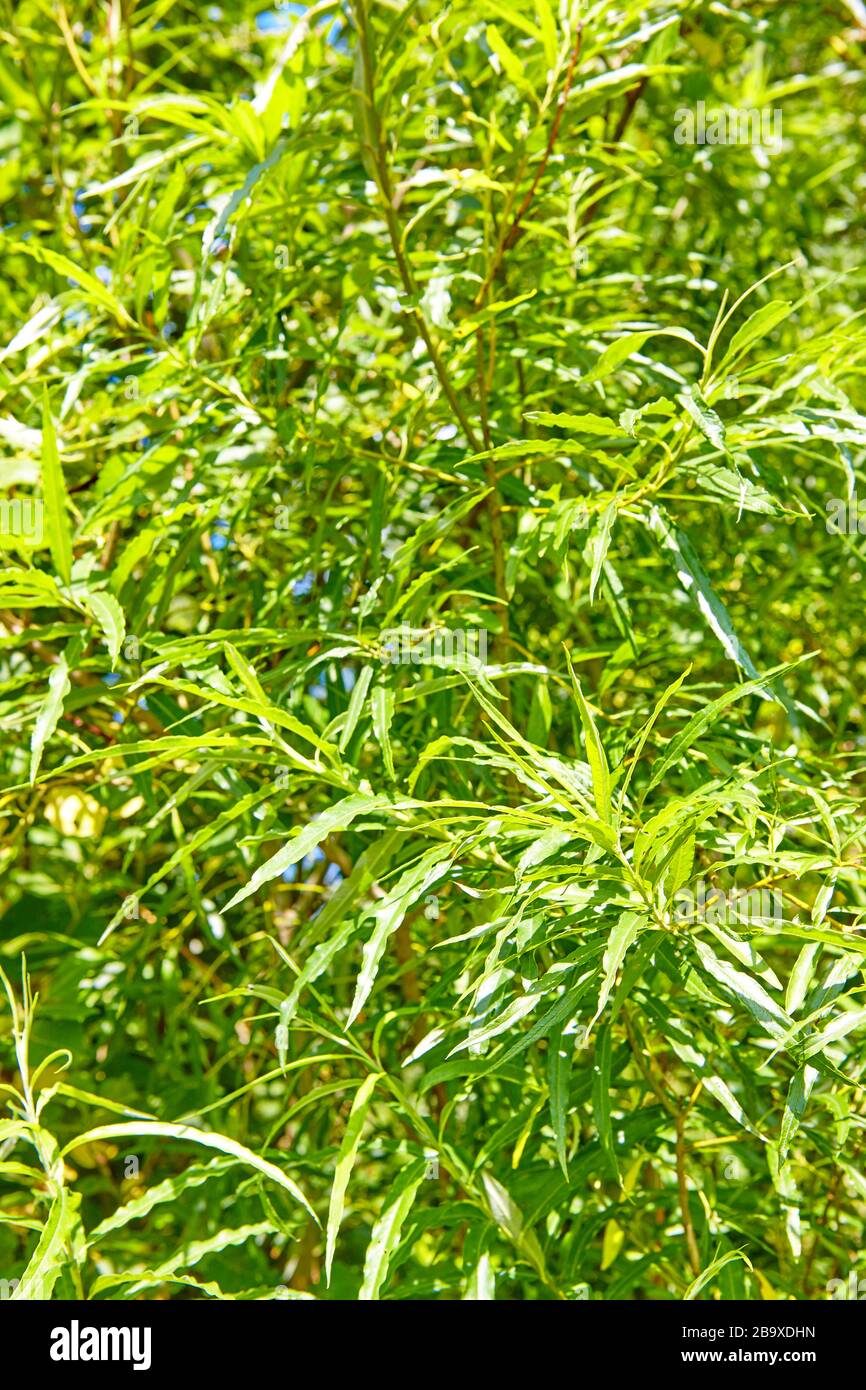 Bright green foliage and leaves in a traditional English garden ...