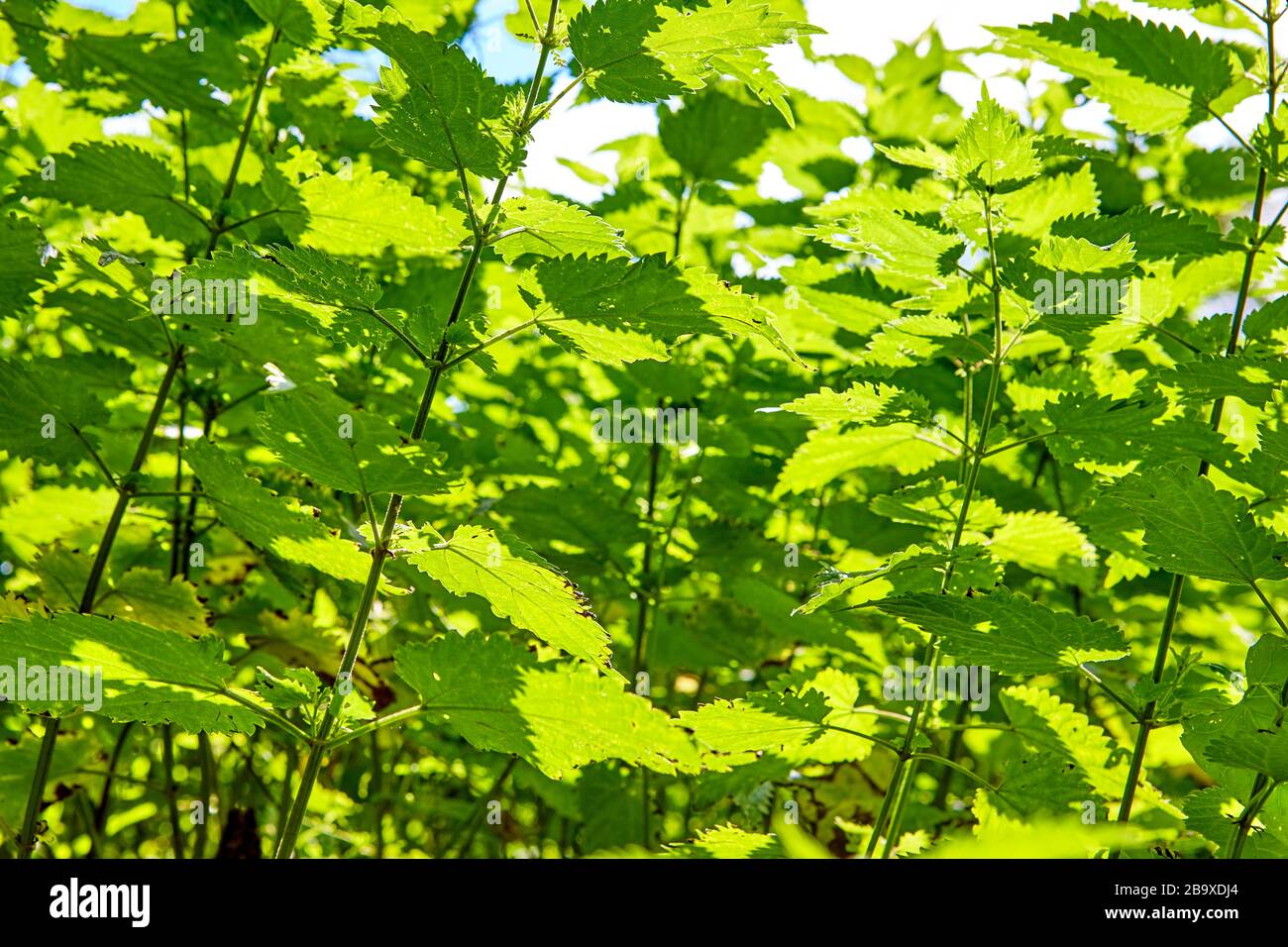 Wild green nettles in the English countryside on a Summers day, England ...