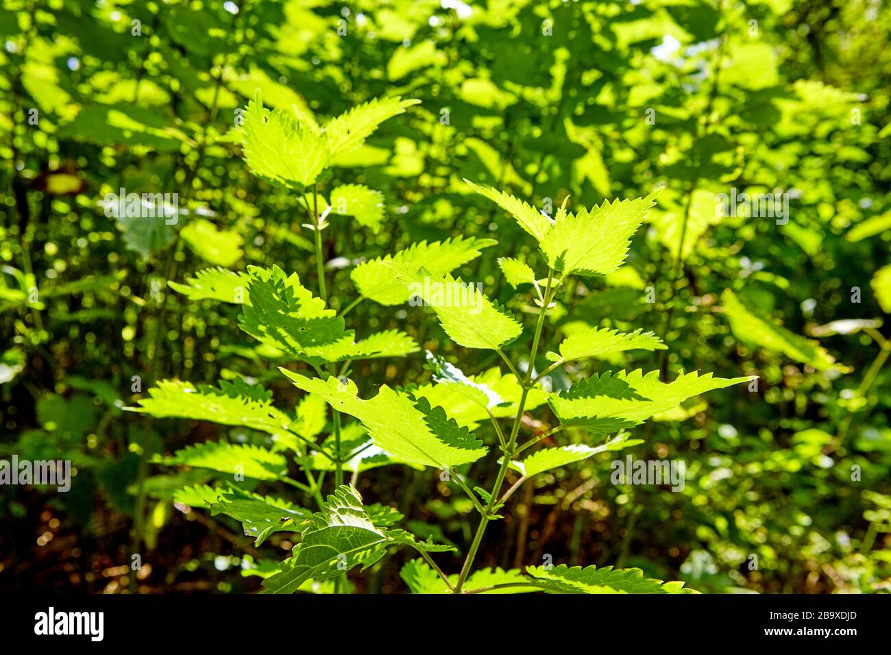 Wild green nettles in the English countryside on a Summers day, England ...