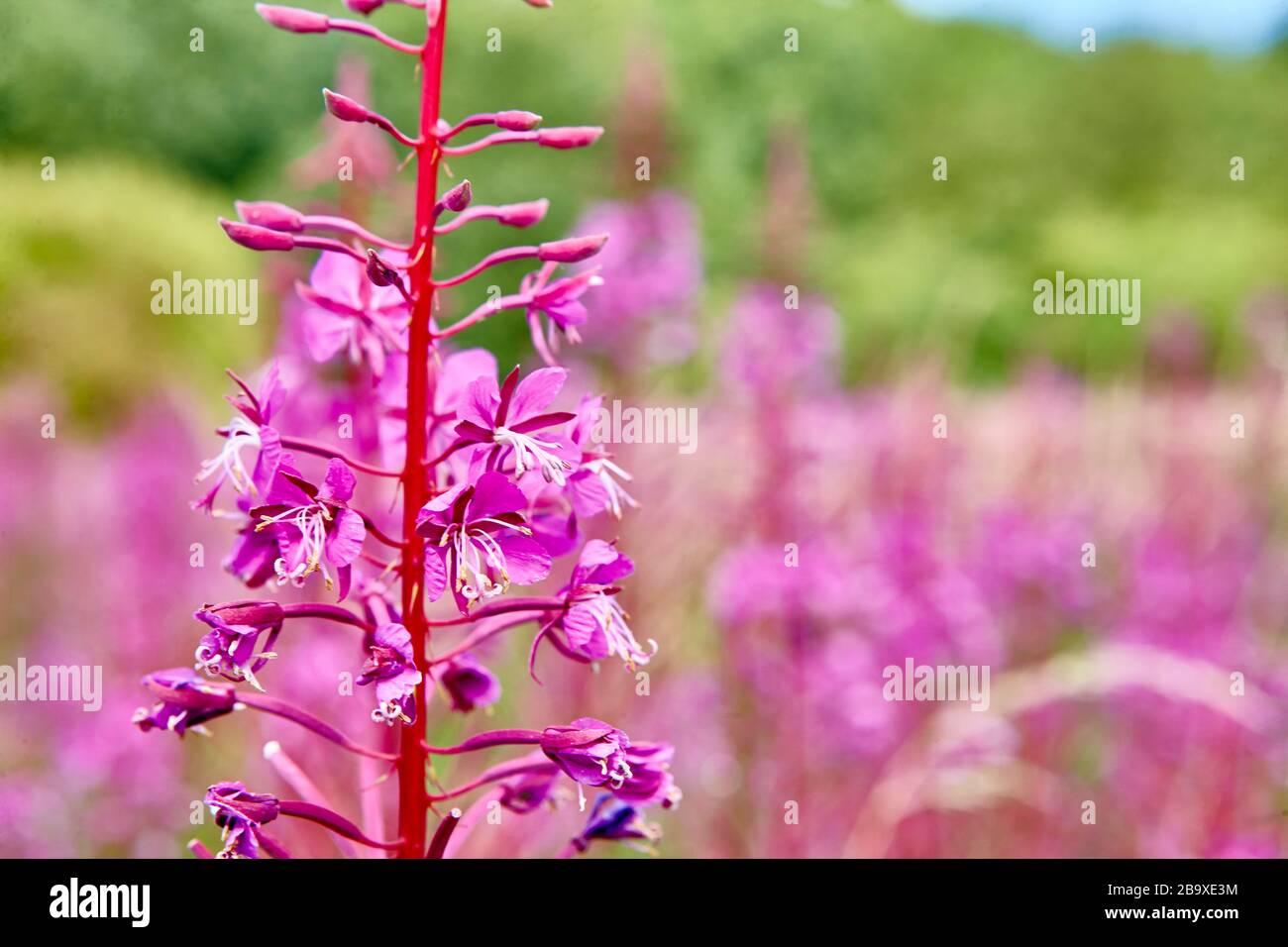 Beautiful, bright wild woodland flowers on a golden summers day in the ...