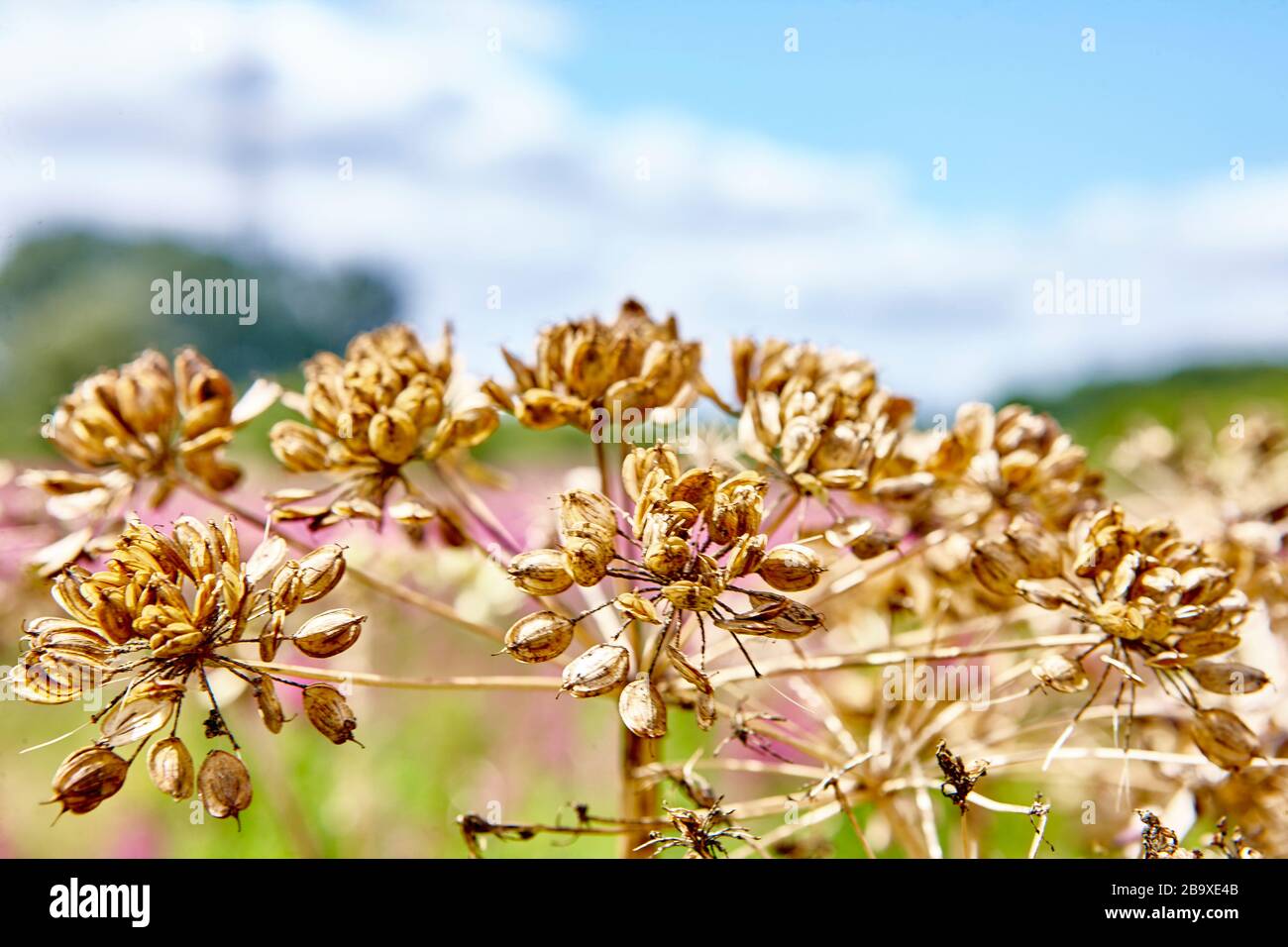 Beautiful, bright wild woodland flowers on a golden summers day in the ...