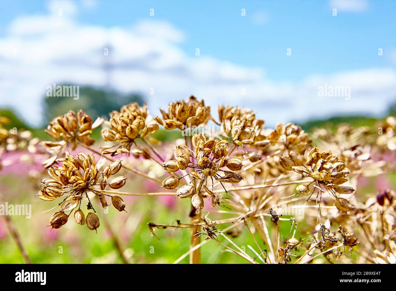 Beautiful, bright wild woodland flowers on a golden summers day in the ...