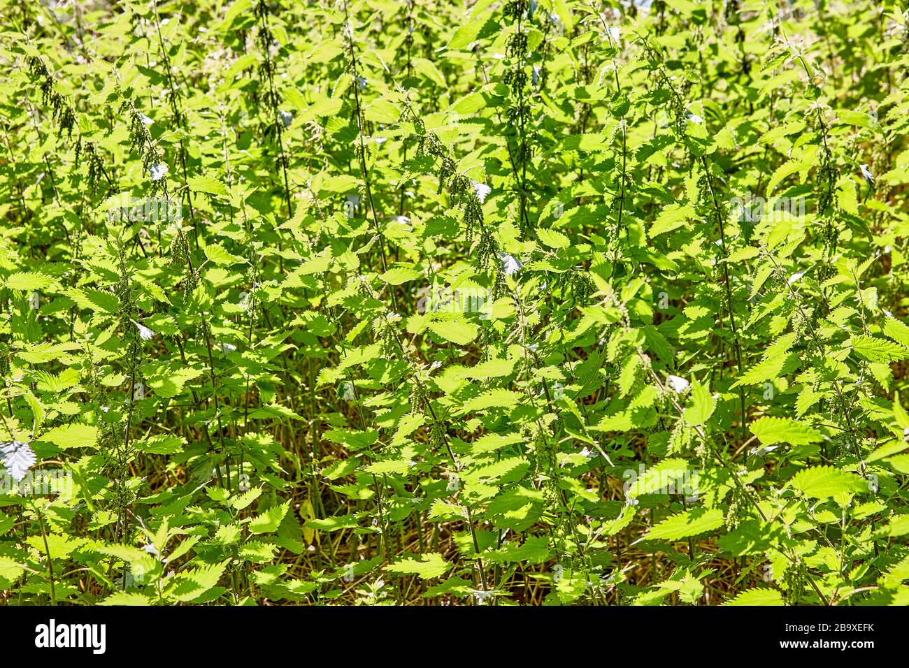 Thick, green bush and tree Summer foliage in the English countryside ...