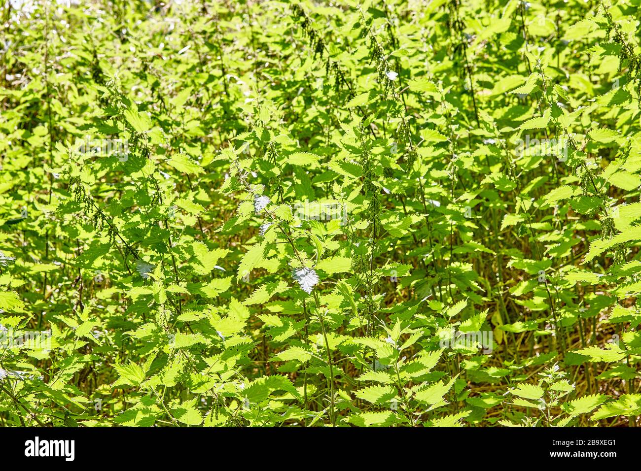 Thick, green bush and tree Summer foliage in the English countryside ...