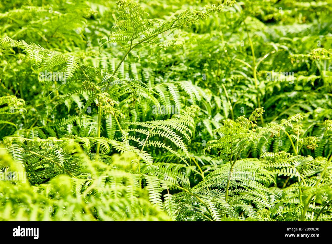 Bright green ferns on the floor of a traditional English wood in the ...