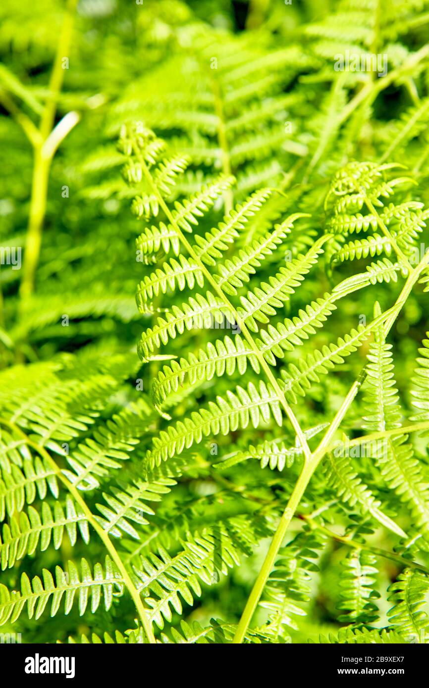 Bright green ferns on the floor of a traditional English wood in the ...
